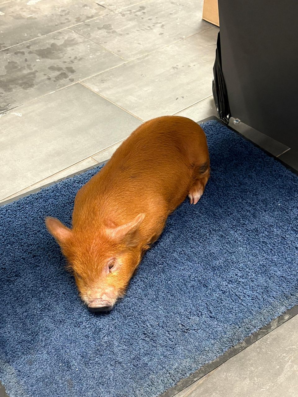 Saginaw Township Police find pig wandering around