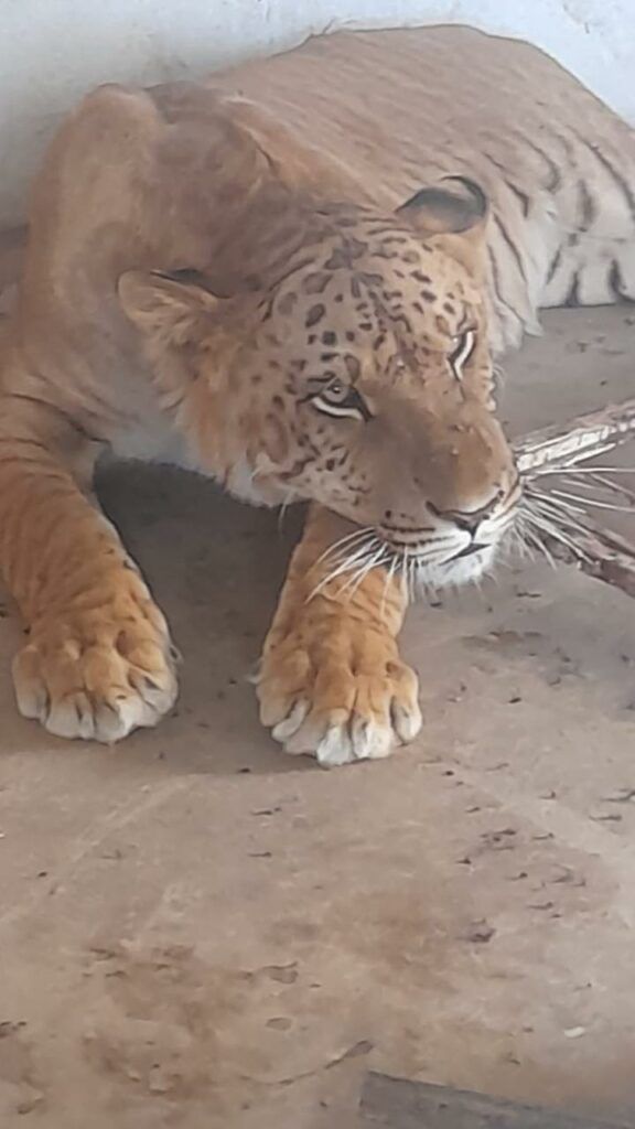 Liger Animal