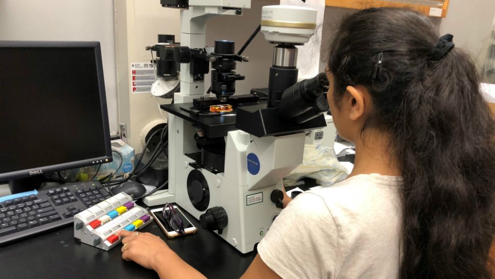 FWC scientists view, study red tide magnified 400 times