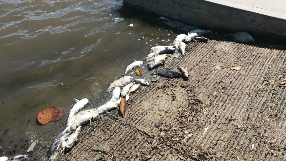 Residents: Fish kill in Brevard lake ‘natural phenomenon’