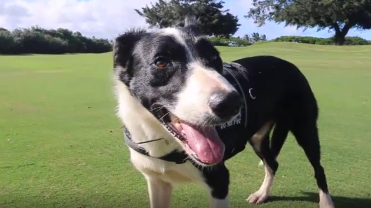 Triad Dogs Head to Hawaii to Alleviate Bird Issue