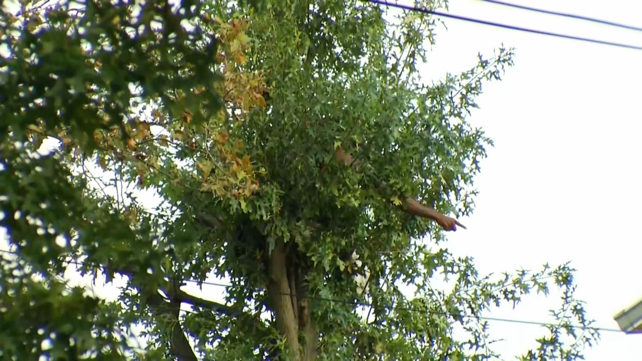 Person in tree Queens NYC update