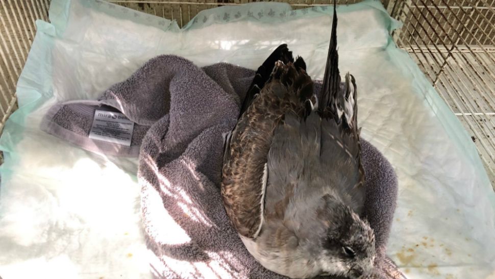 More sick Laughing Gulls turn up on Anna Maria Island