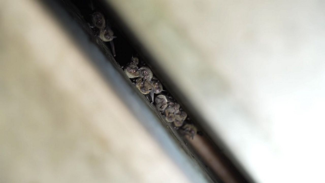 Kentucky's first bat bridge is now open