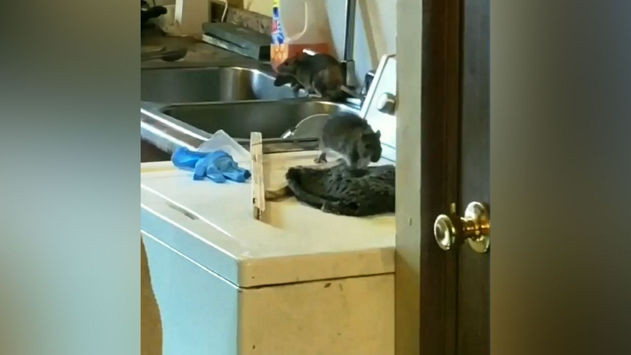 Rat Infestation at Bronx NYCHA Complex