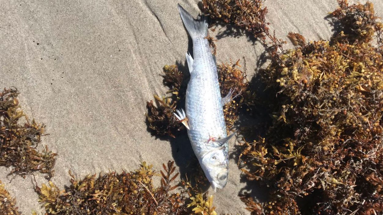 Officials Test Space Coast Beaches for Red Tide