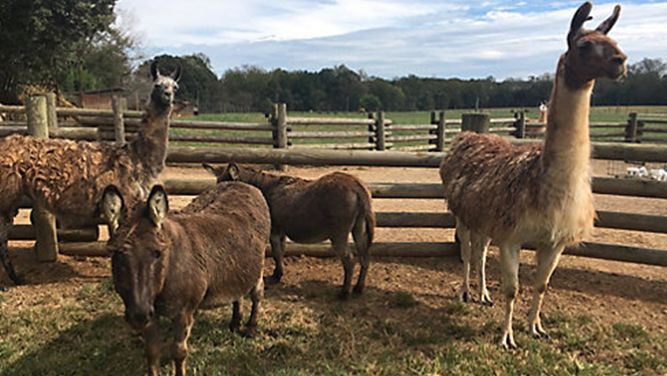 Lazy 5 Ranch Responds to Accusations of Animal Mistreatment