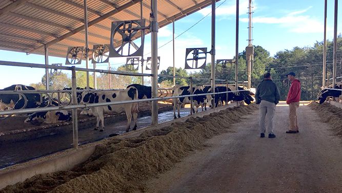 From 200 to 22: dairy farms disappearing in NC county