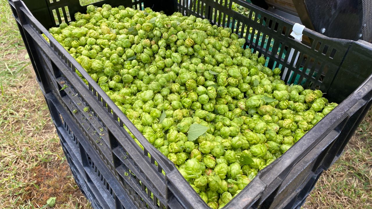 UF growing high quality cascade hops in Bay Area