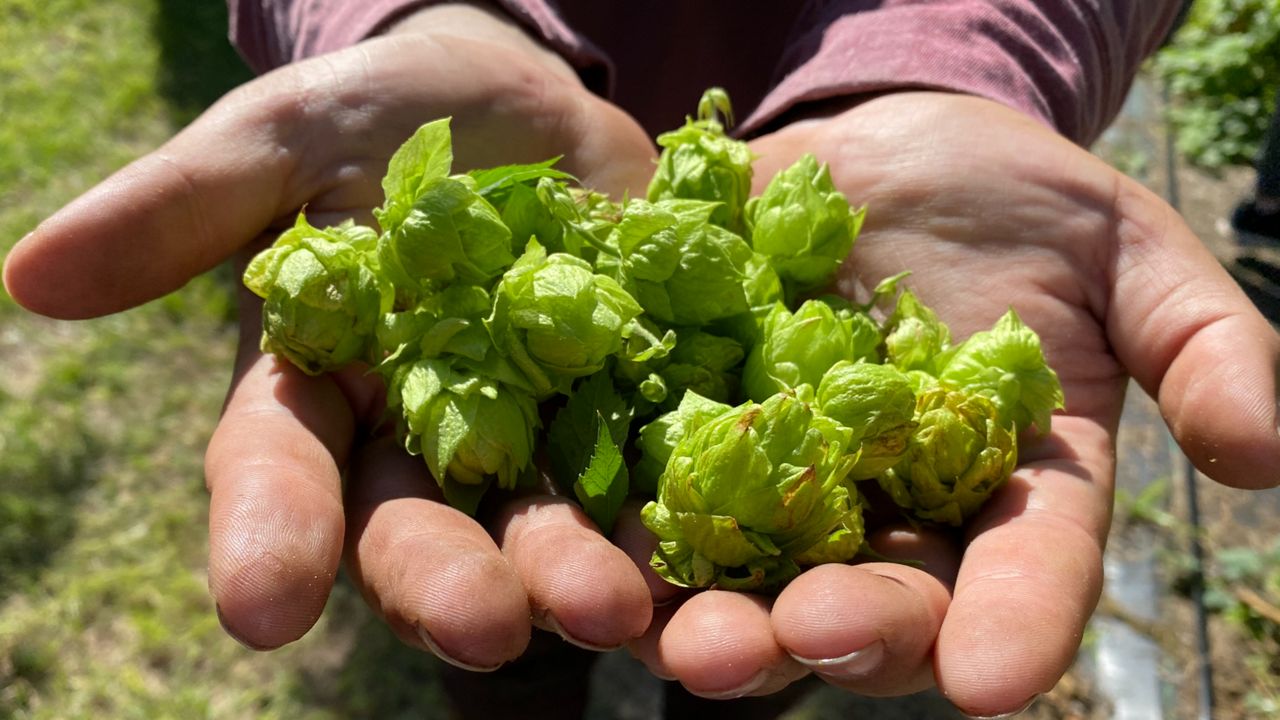 UF growing high quality cascade hops in Bay Area