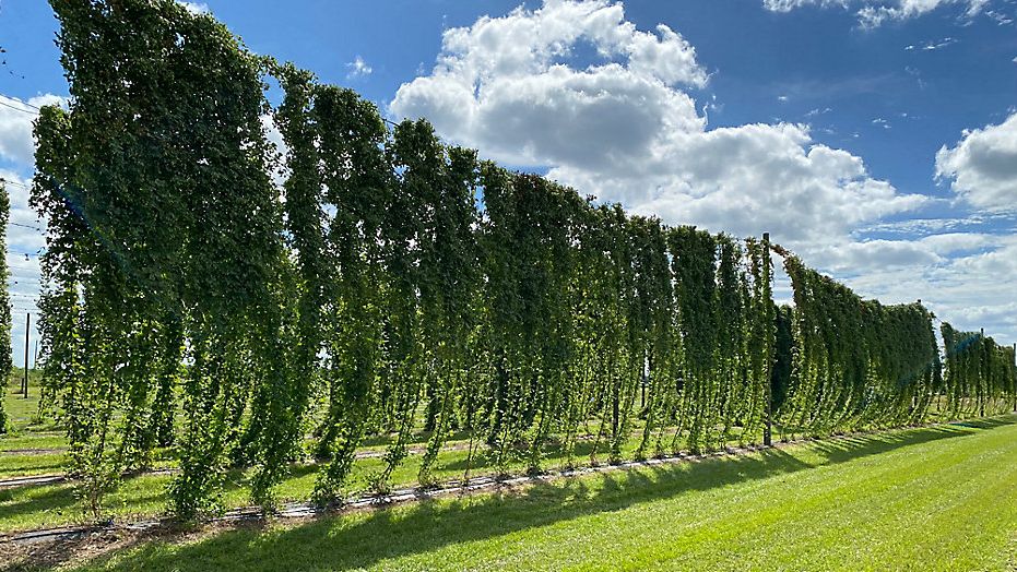 UF growing high quality cascade hops in Bay Area