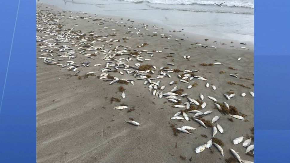 Thousands of Fish Dead on Cocoa Beach