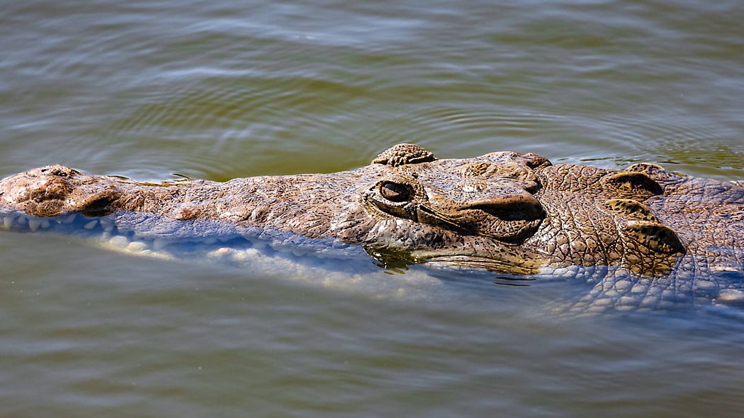 Crocodile 'Number 40' returns to Brevard from Florida Keys
