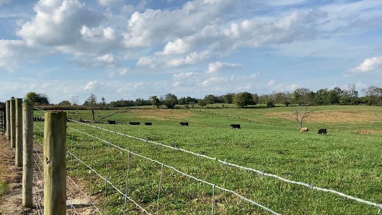 Economists: Kentucky farm sector may reap record receipts