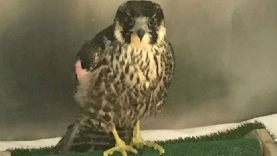 Wildlife workers rescue falcon at Cape Canaveral Air Force Station