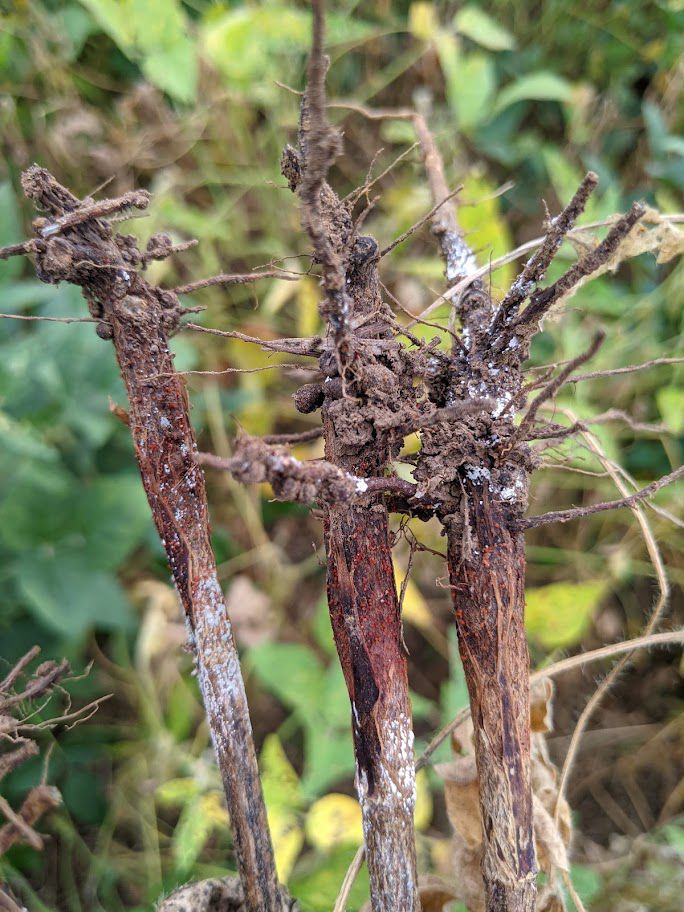 Discoveries of Red Crown Rot disease found in Graves County