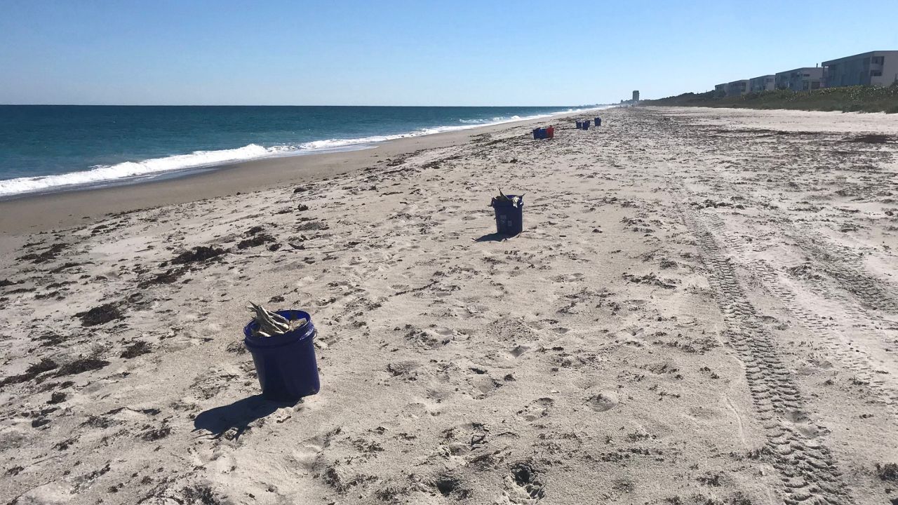 Volunteers Clean Up Brevard Beaches Affected by Red Tide