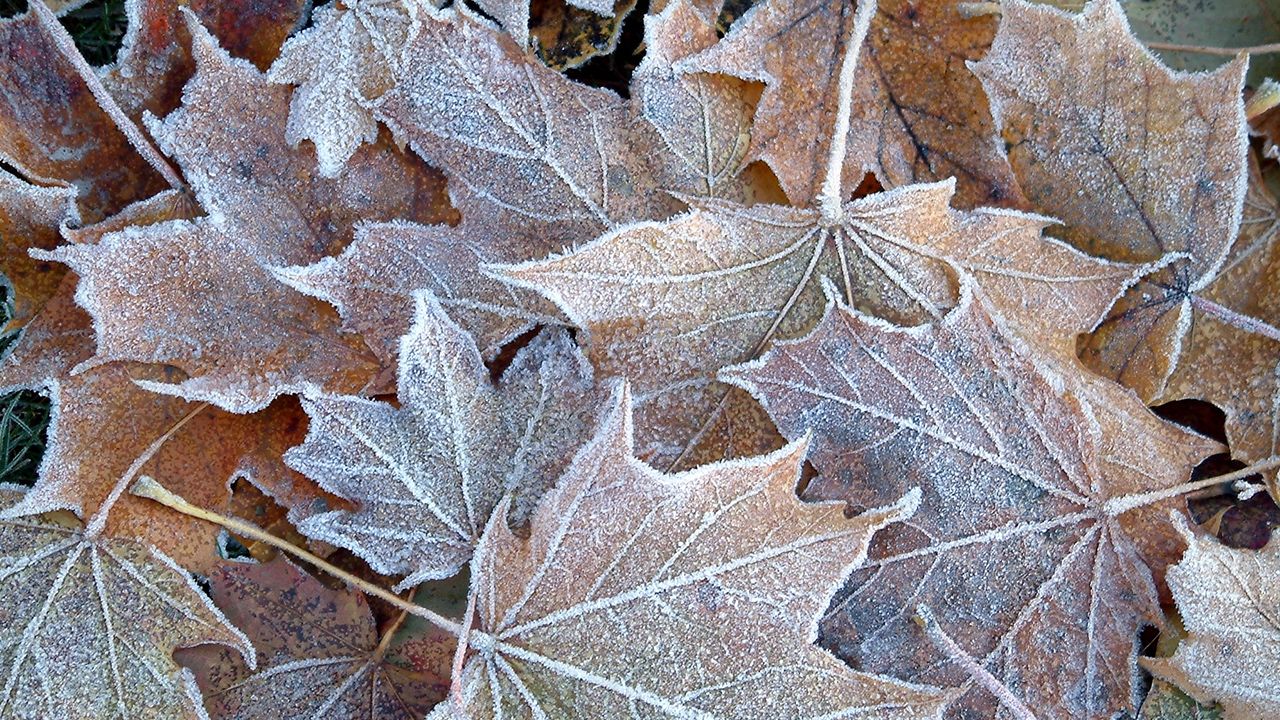 Dates to know: When is the average first fall freeze?