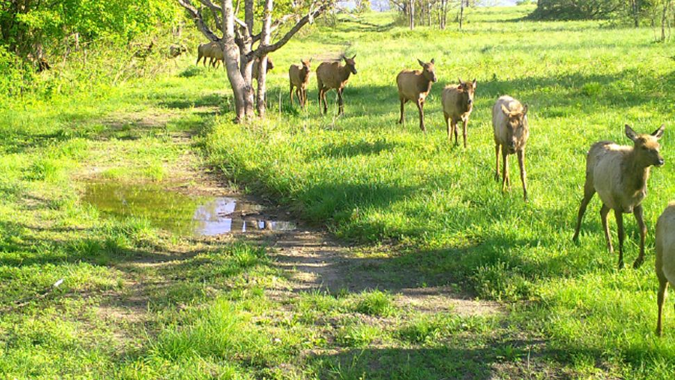 Elk could be boon to Kentucky's economy