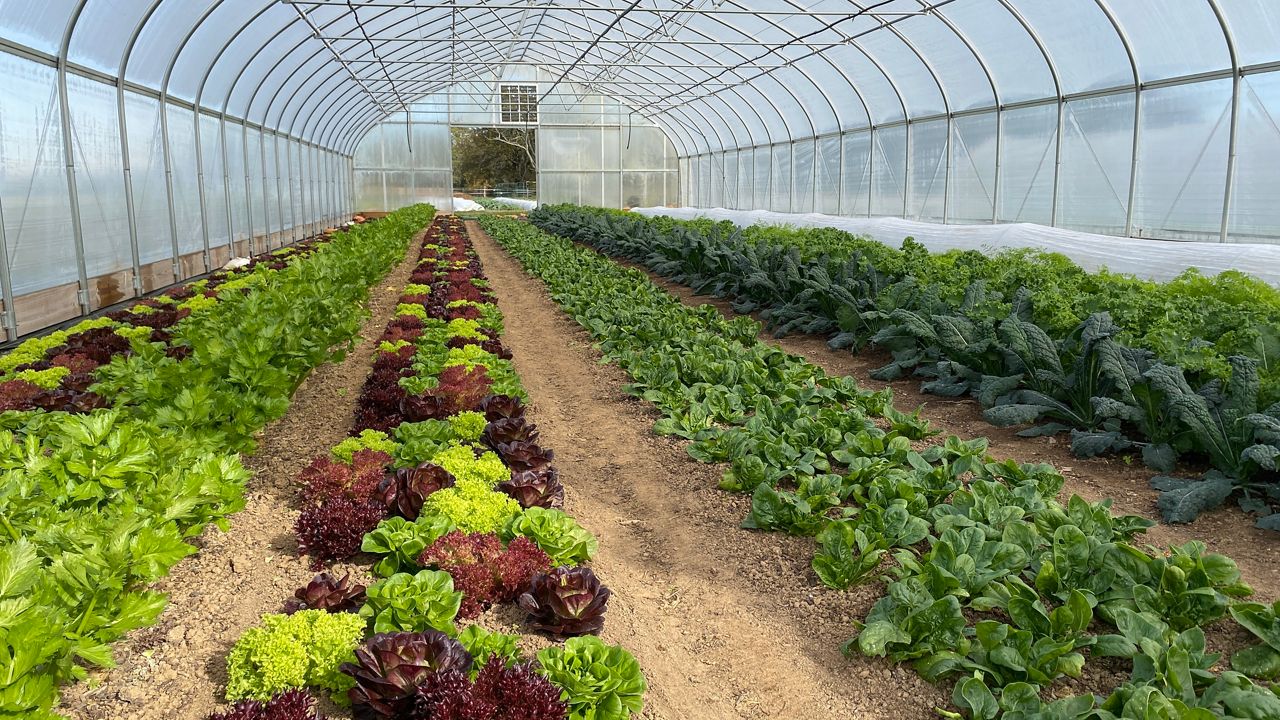 Foxhollow Farm builds up life in their soil without the use of chemicals