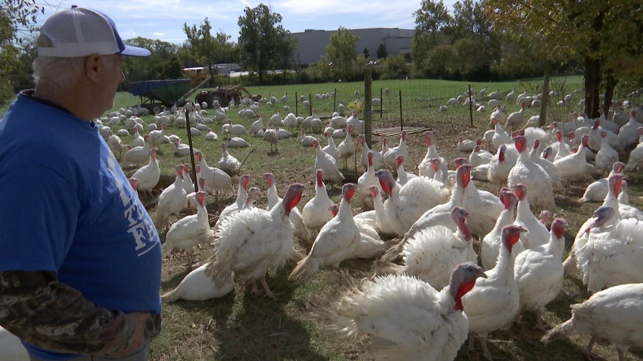 Pick your live turkey at Tewes Farm in Erlanger