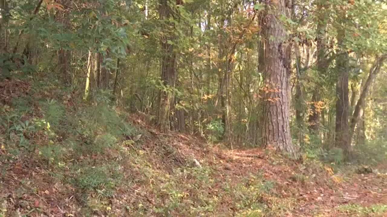 Body found in wooded area of Castle Hayne