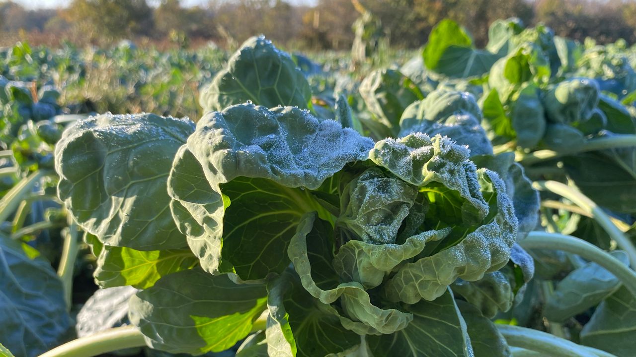 Henry County farmer says frost benefits his vegetables