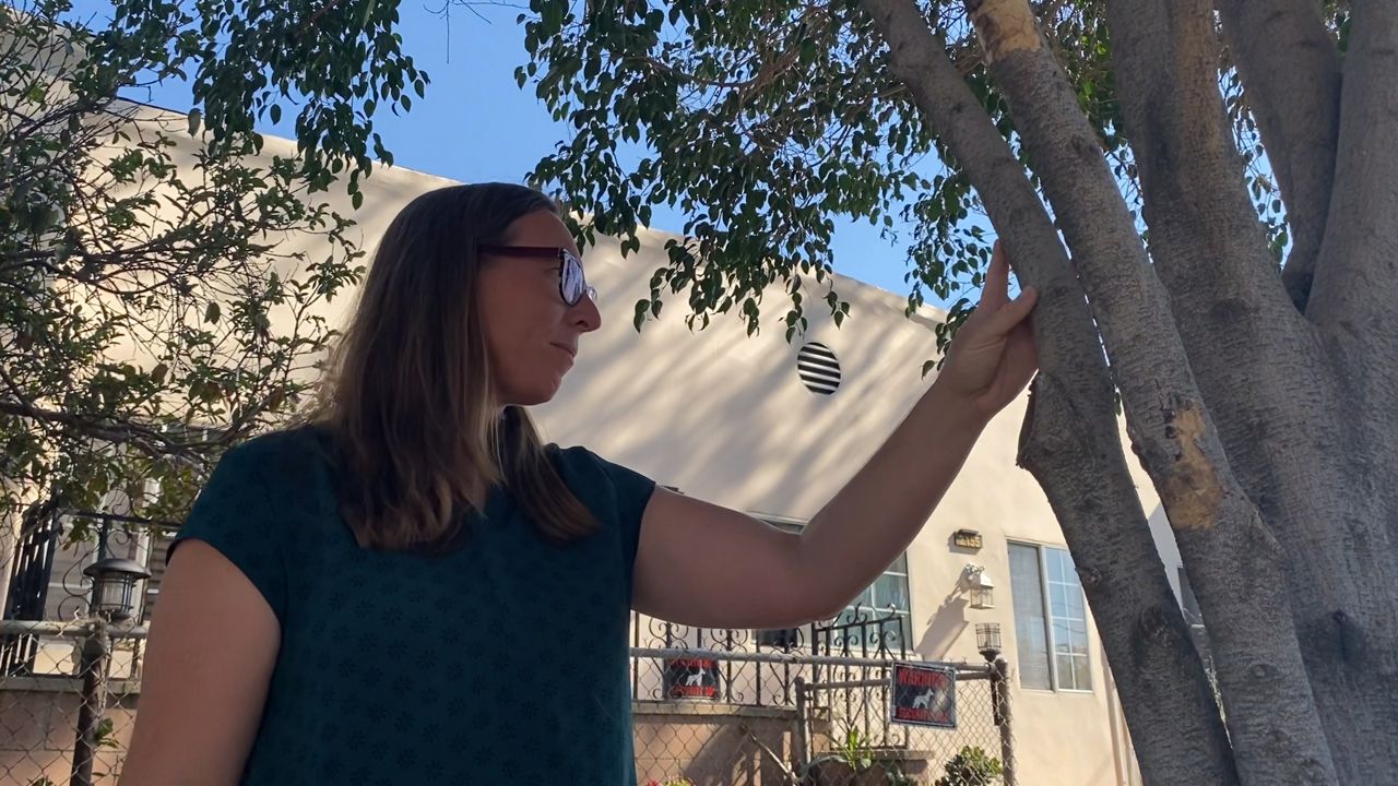 Trees bring more than shade to LA's warming neighborhoods