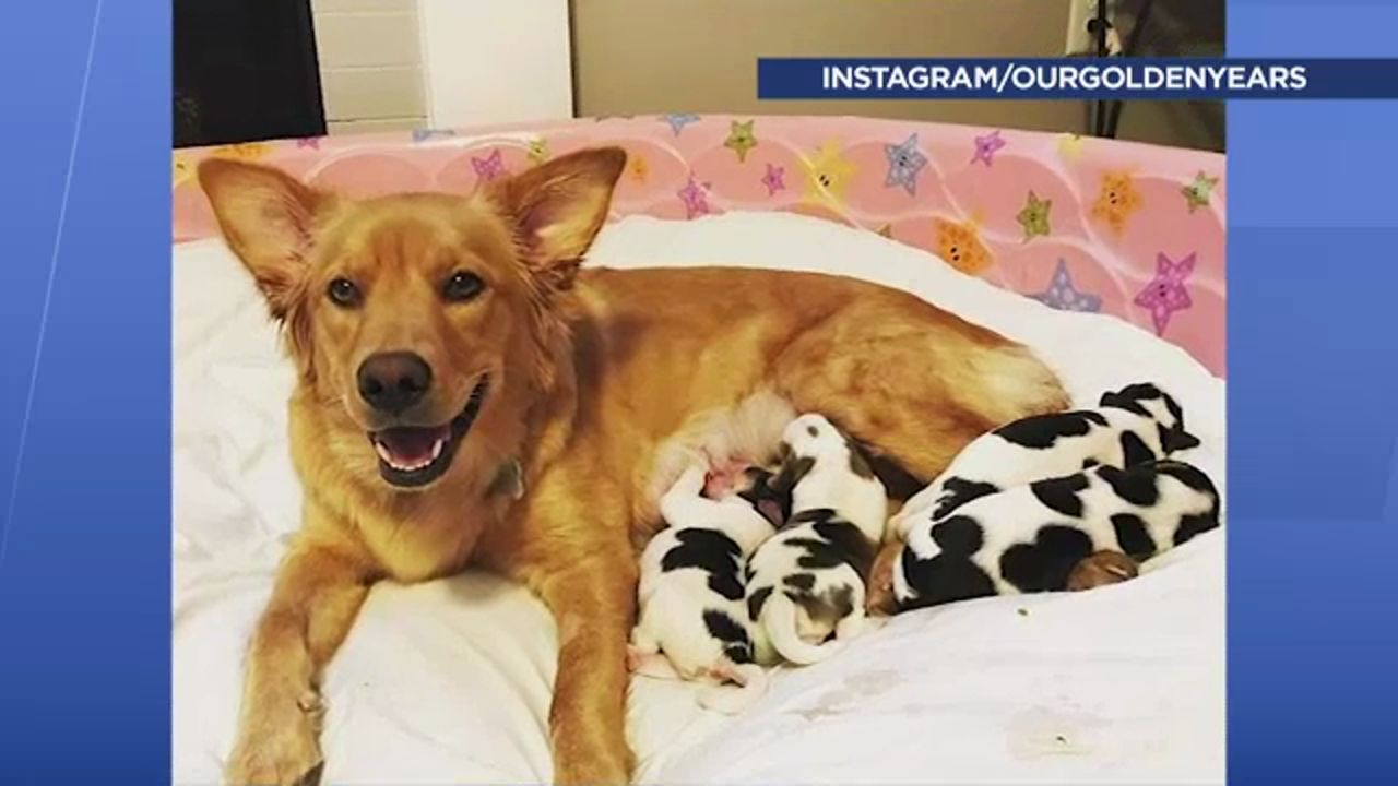 Spotted puppies picture goes viral