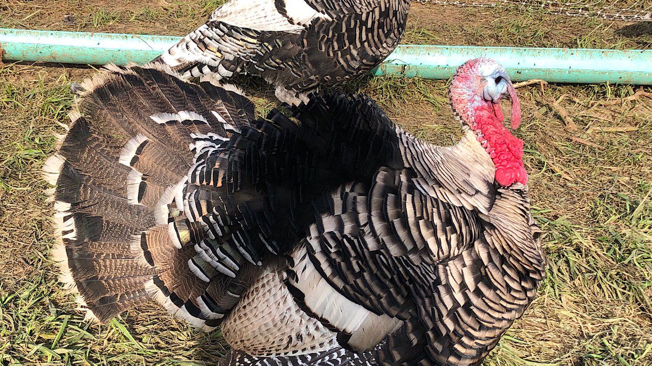 Meet the turkey variety unique to Kentucky