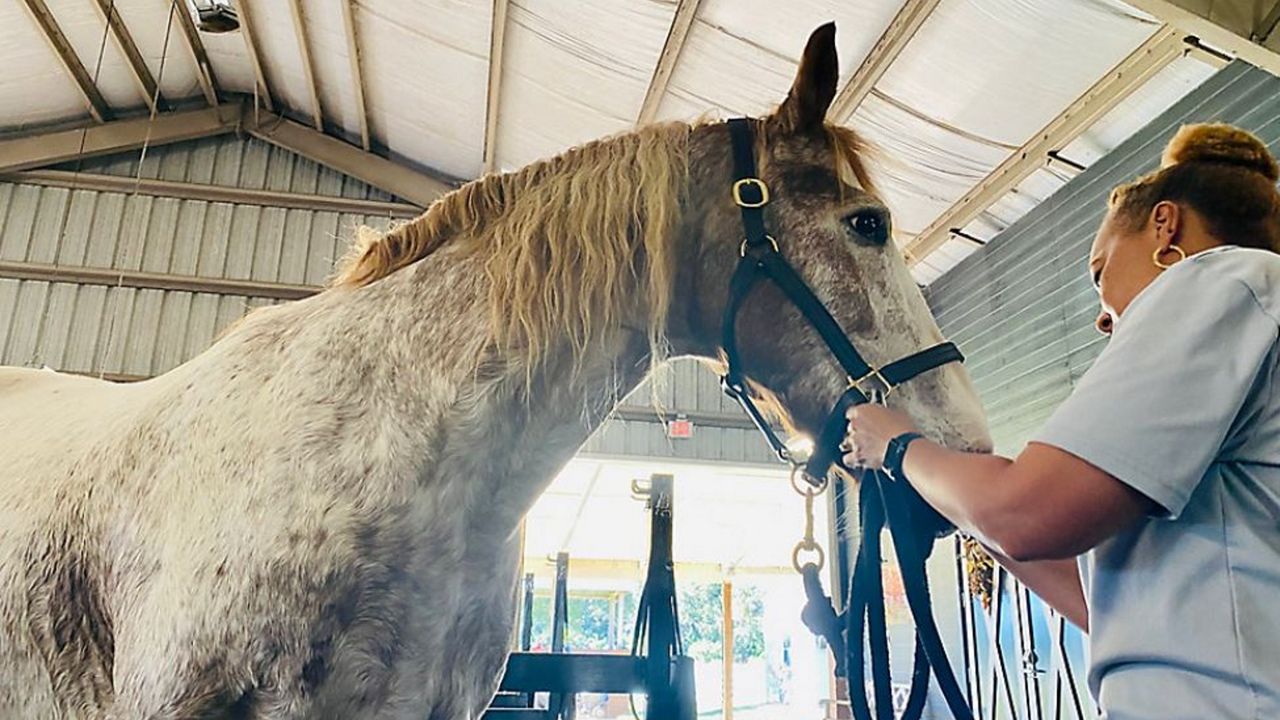 Equine therapy program aids struggling veterans
