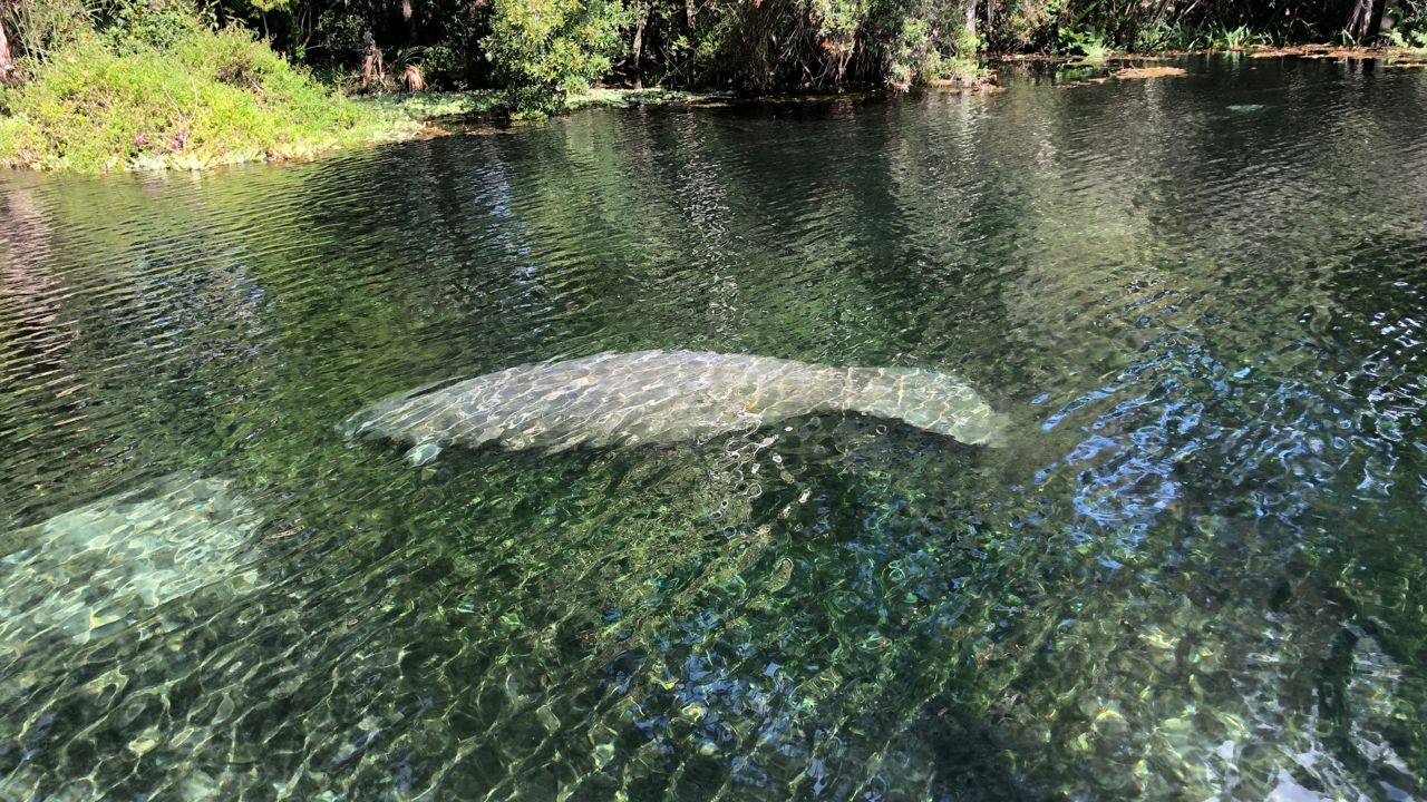 Homosassa River restoration hangs in the balance