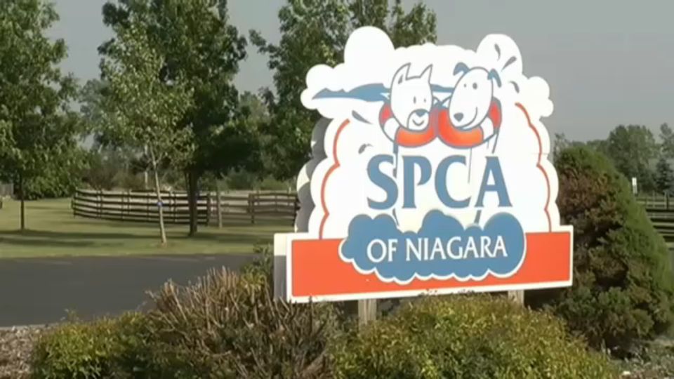 Niagara SPCA board members resign: citing lack of transparency & breaching