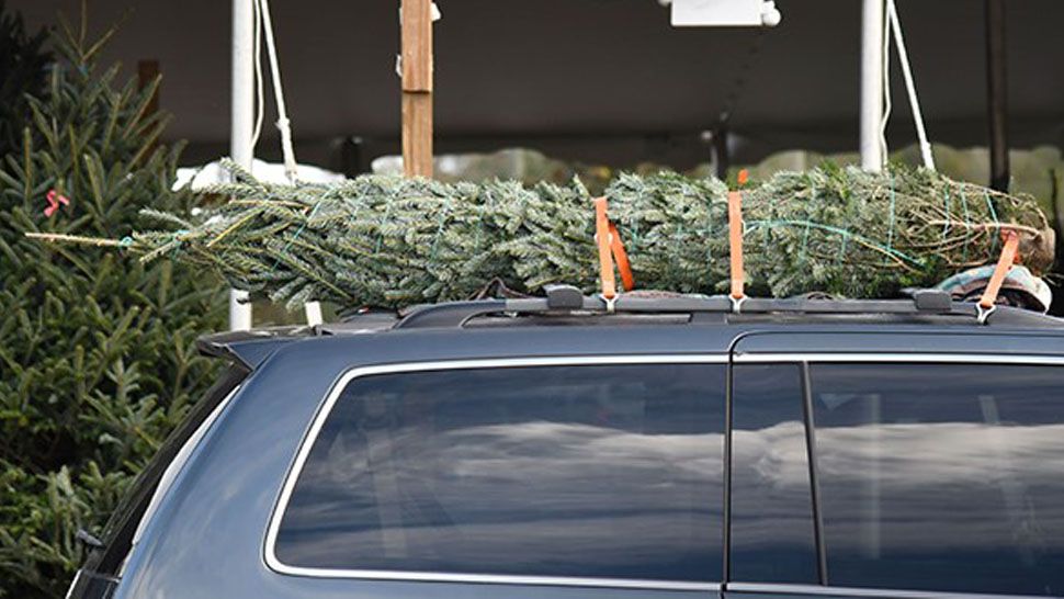 AAA Safety Tips for Transporting Christmas Trees
