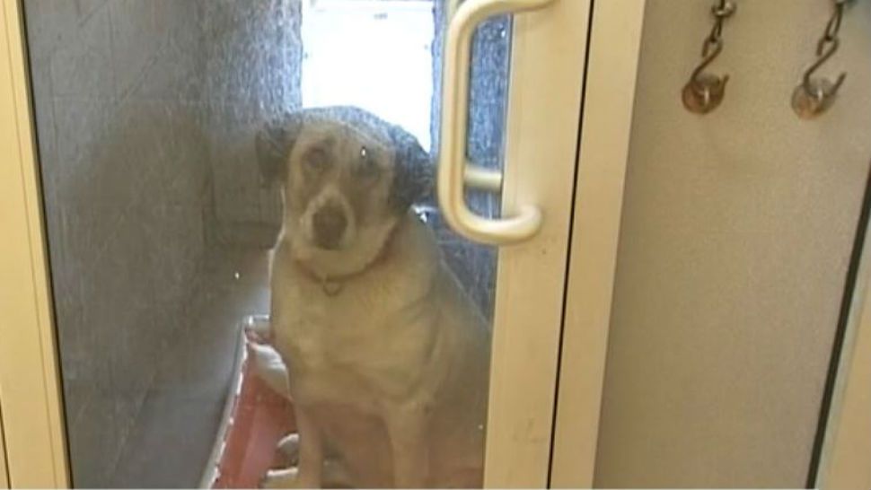 Oklahoma dog walks 20 miles home, twice