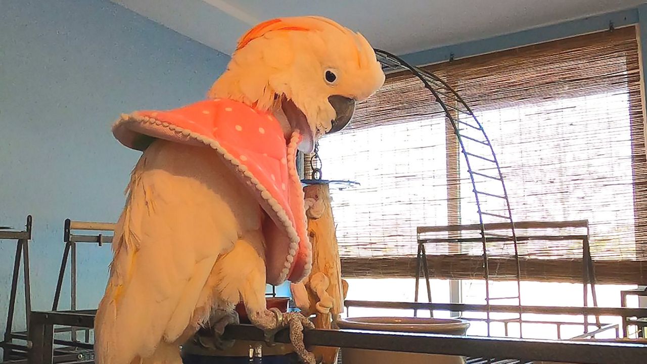 Local parrot rescue still flooded from hurricanes