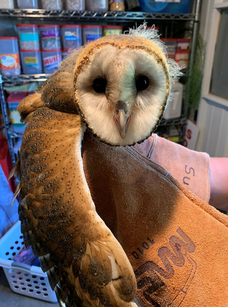 Flocking back: Barn owl nest found in Wisconsin for the first time in ...