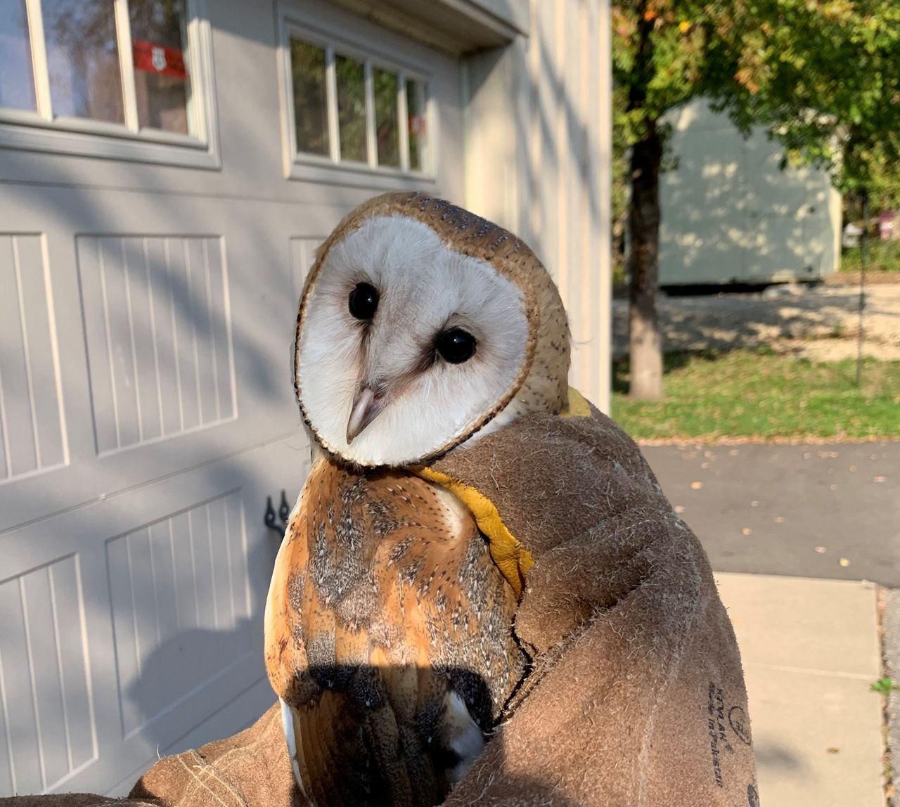 Flocking back: Barn owl nest found in Wisconsin for the first time in ...