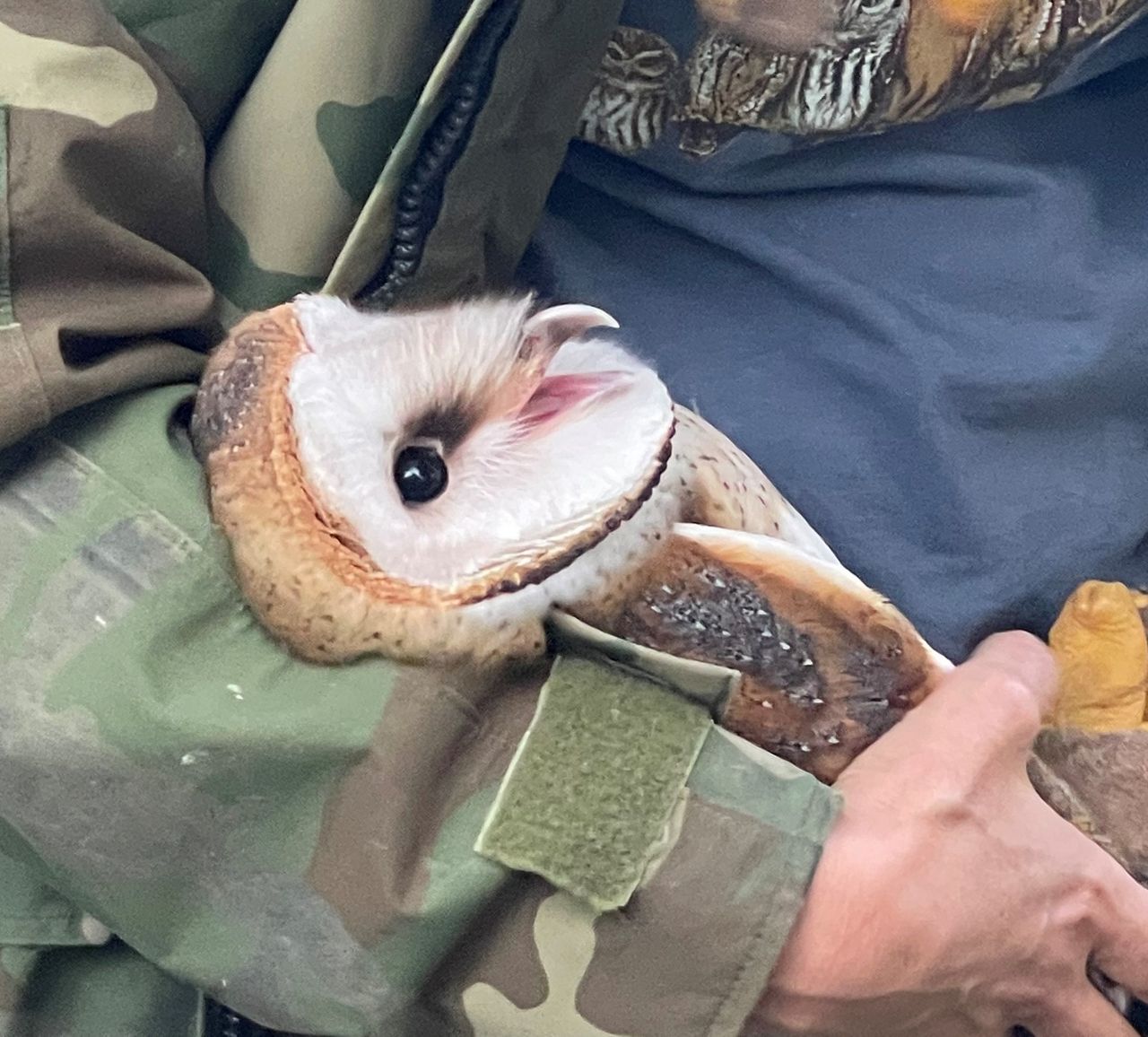 Flocking back: Barn owl nest found in Wisconsin for the first time in ...