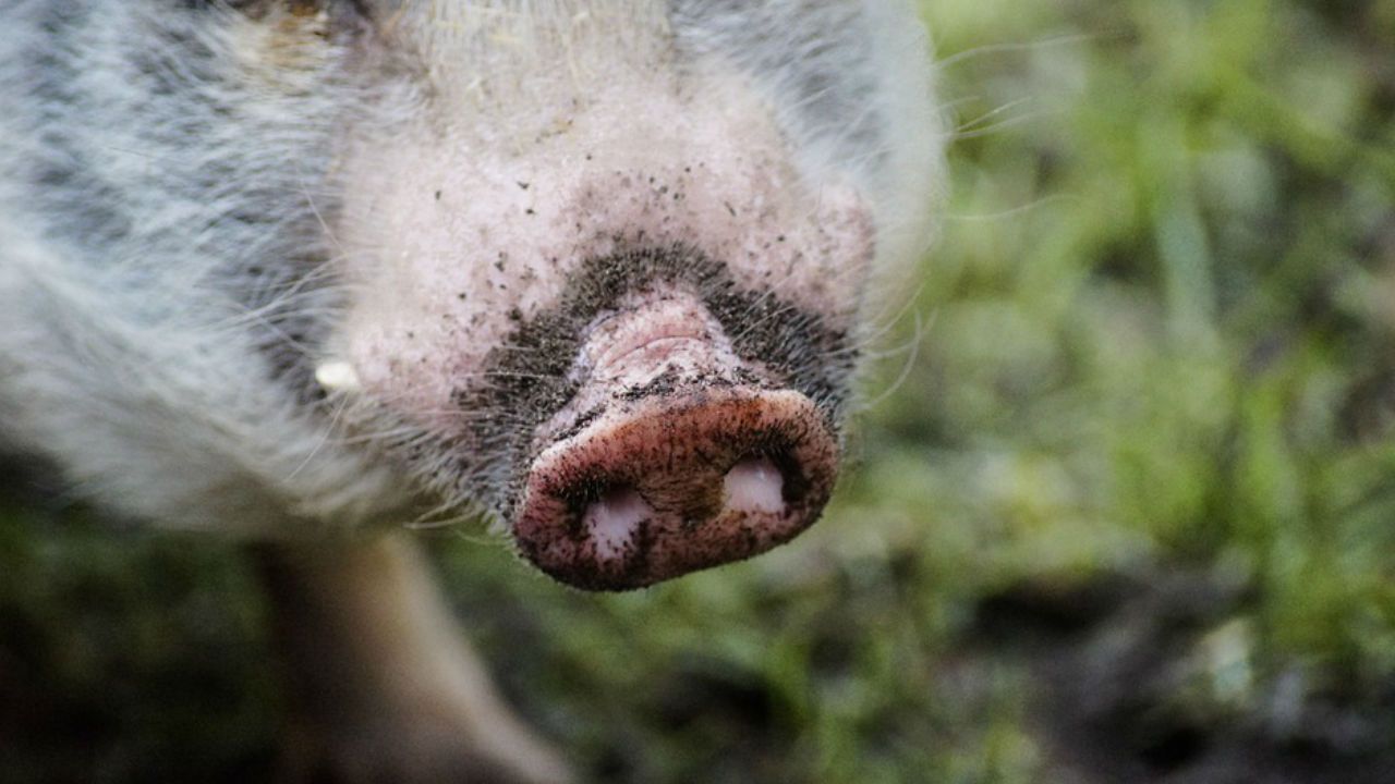 Judge orders giant pork producer to clean up water pollution