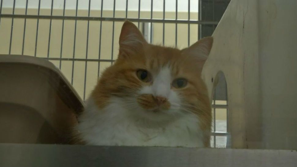 Austin Animal Center and Austin Pets Alive! receive $4M grant