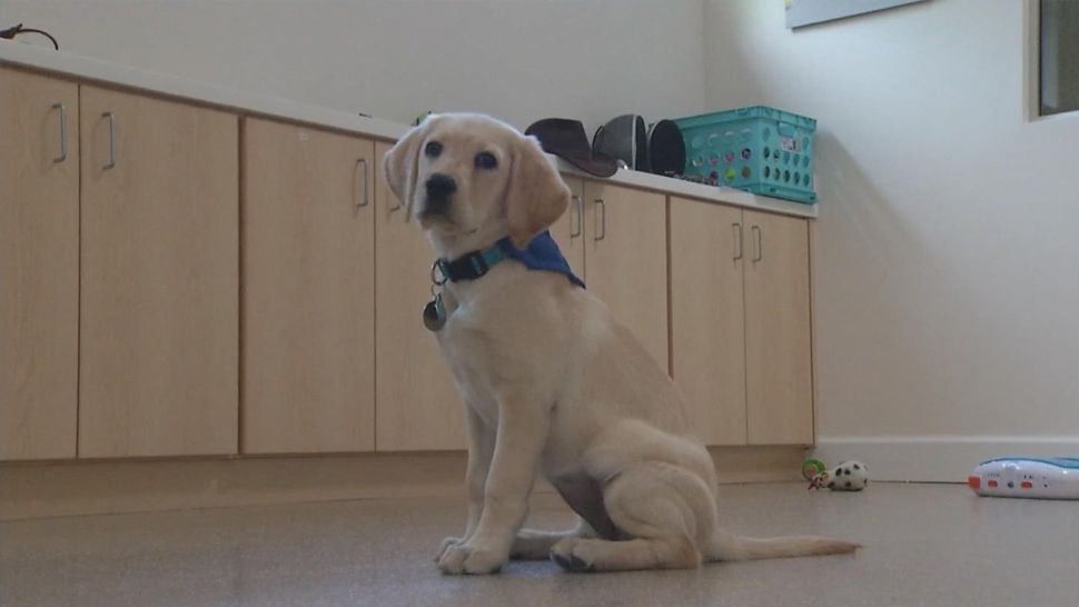 VIDEO: Meet the Real-Life Southeastern Guide Dog Pip