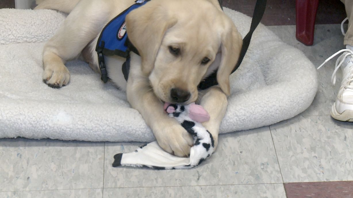 Inmates Train Paws with Purpose Service Dogs