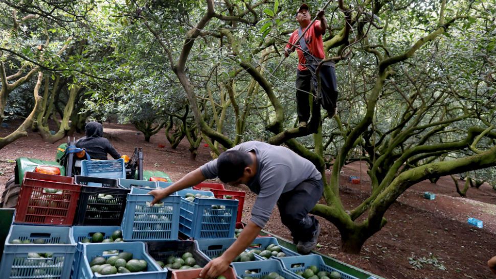 Inside Cartel War for Mexico's Multi-Billion Dollar Avocado Industry