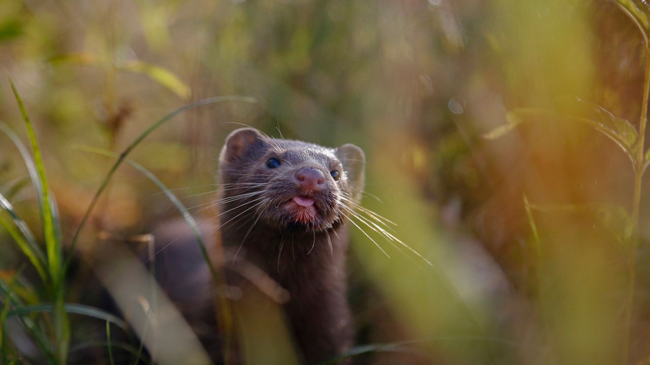 Wisconsin fur farm workers try to recapture 3,000 mink