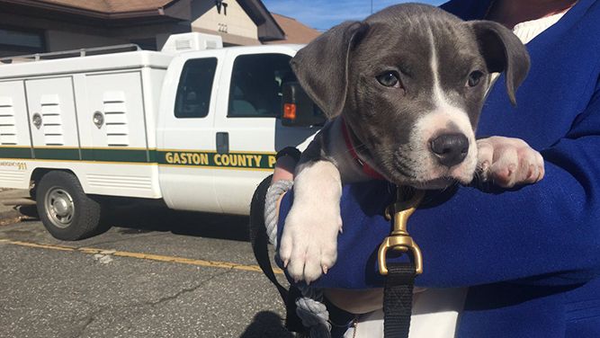 Gaston Co. Animal Control Saves Dog from Drug Home