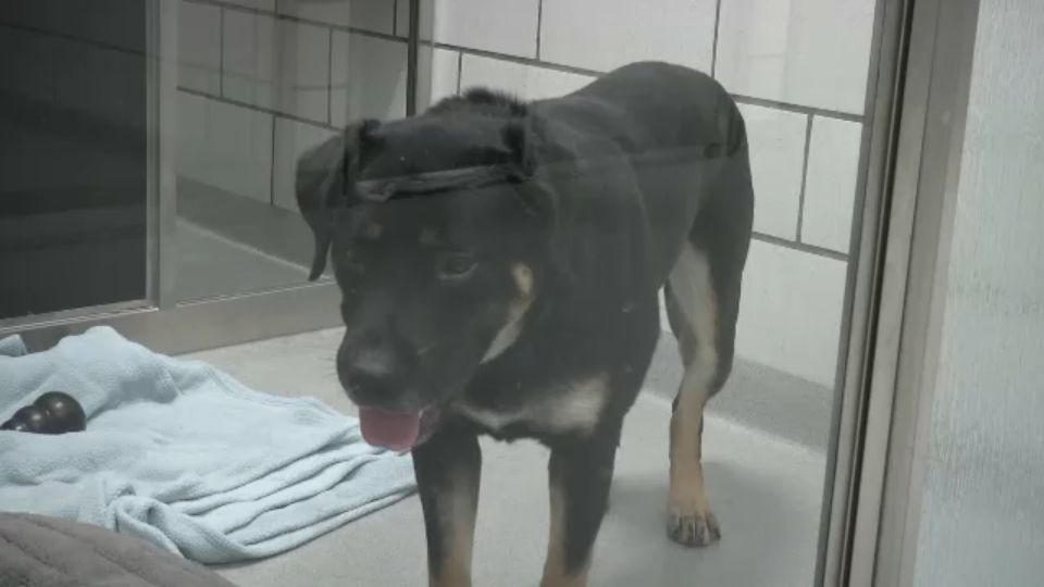 Buffalo Common Council Passes Dog Protection Law