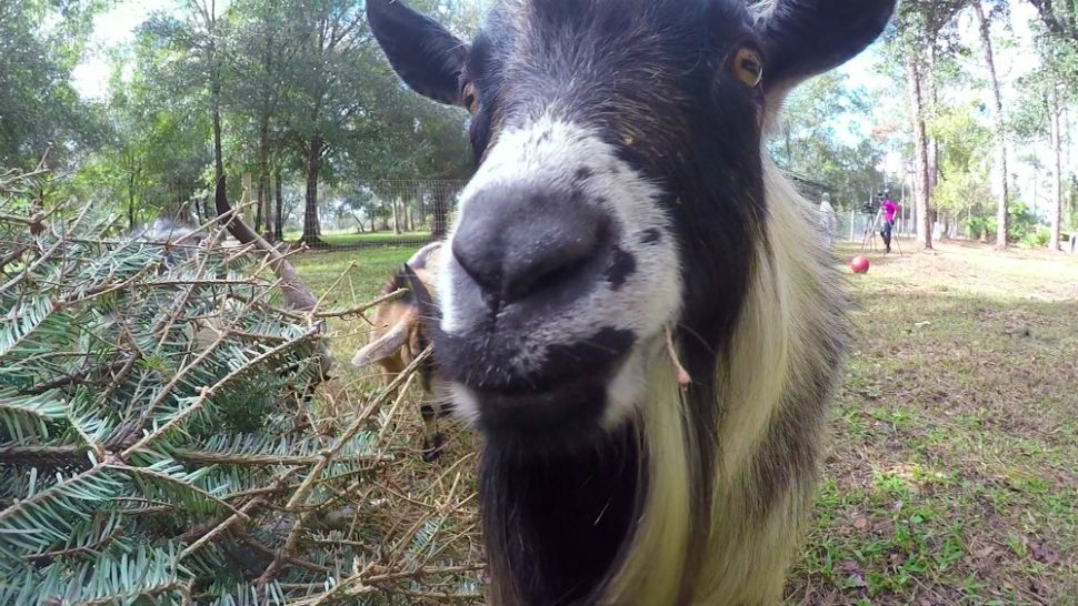 Turn Your Old Christmas Tree Into Treat for Goats