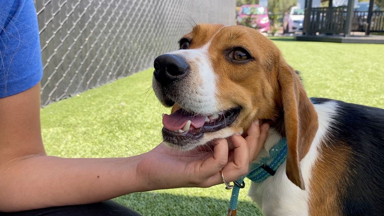 Beagles find homes in San Diego