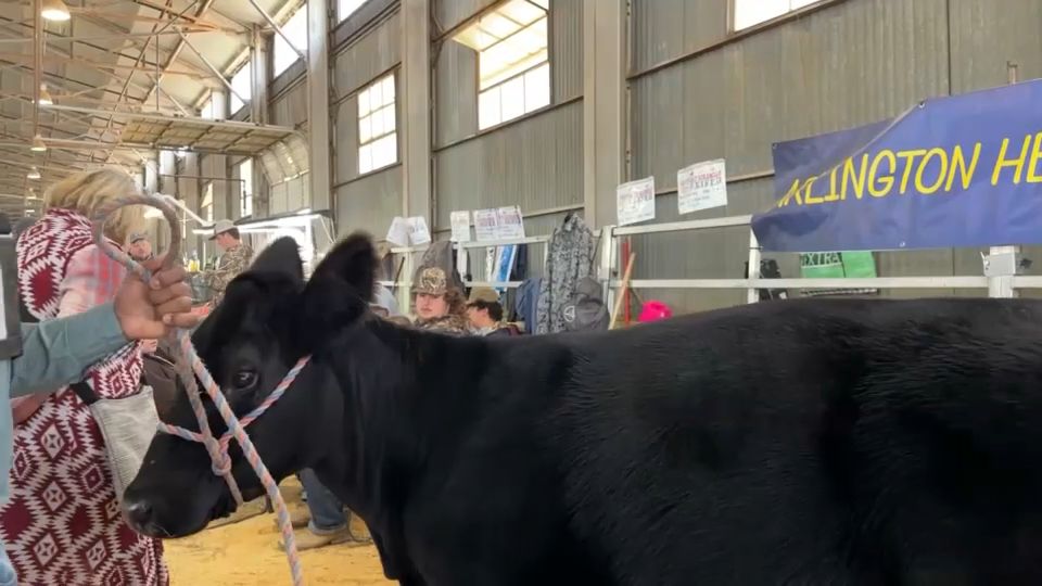 Inflation causes Texas kids to struggle to raise animals